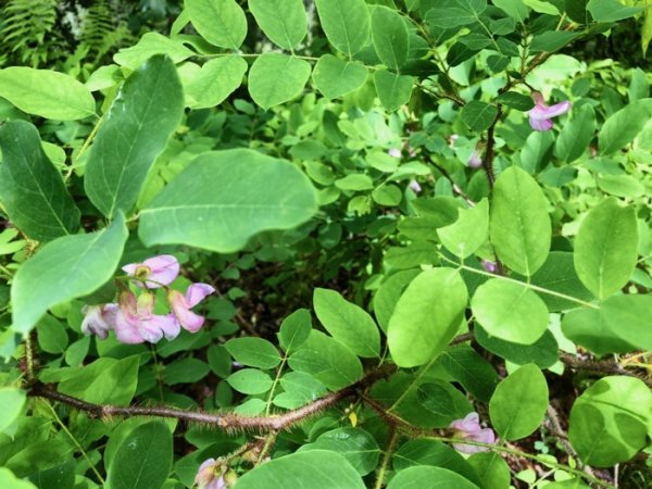 A WALK IN THE WOODS...NORTH CAROLINA MOUNTAINS - Kathy Miller Time